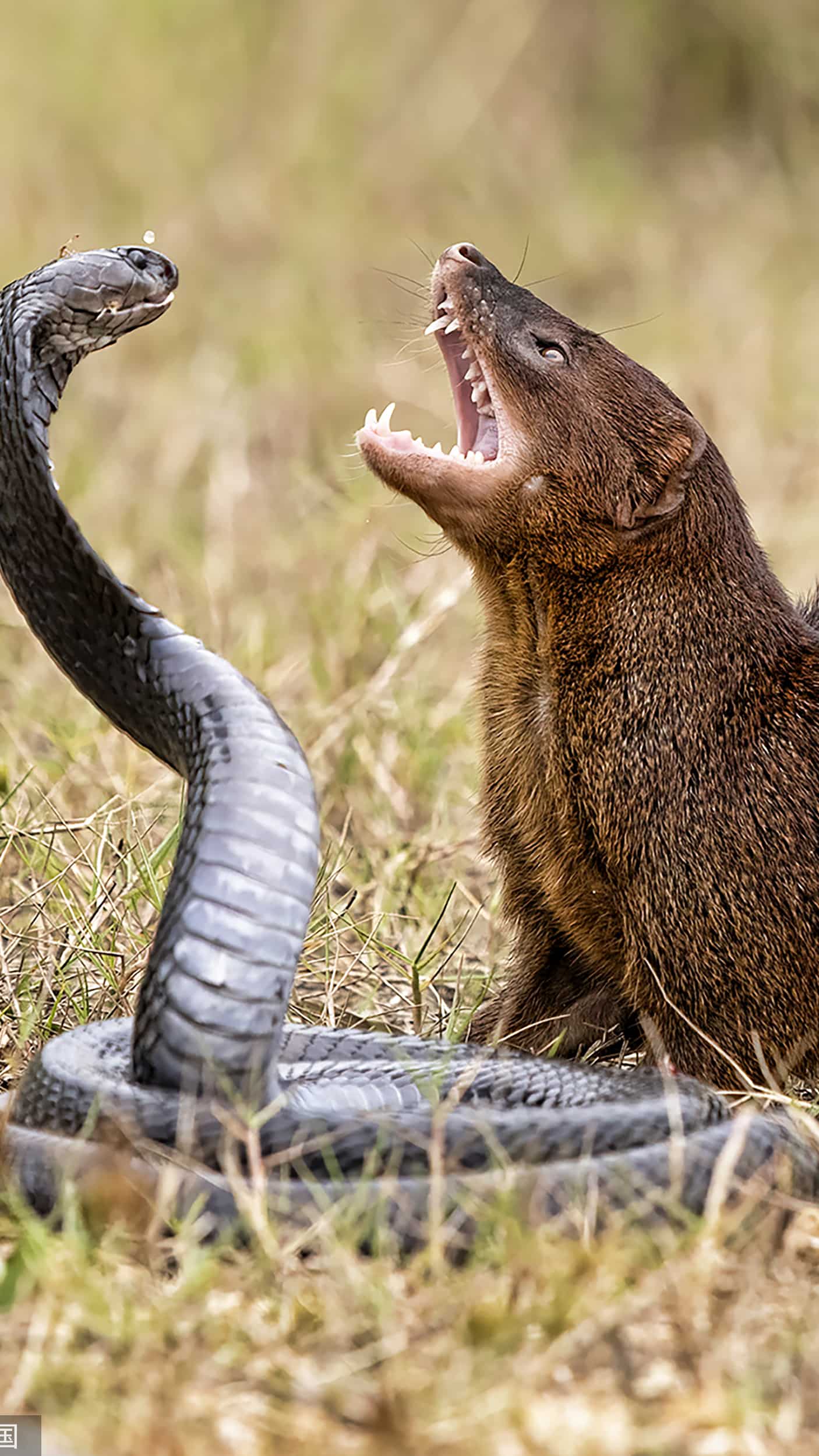 Mongoose Vs Cobra The Indian Grey Mongoose: The Cobra's Nemesis