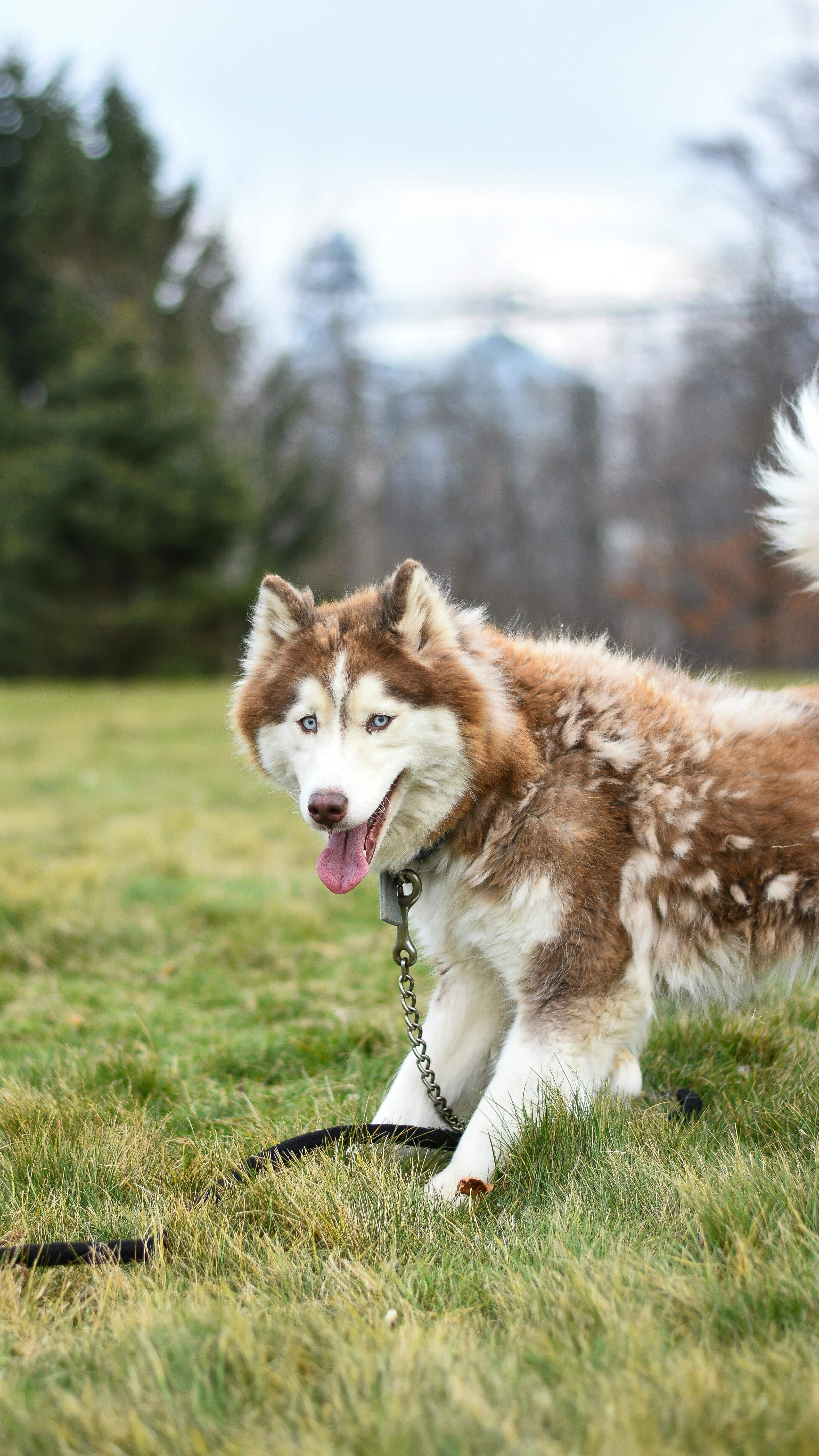 Dogs Breeds That Look Like Wolves 9 Dogs That Look Like Wolves: