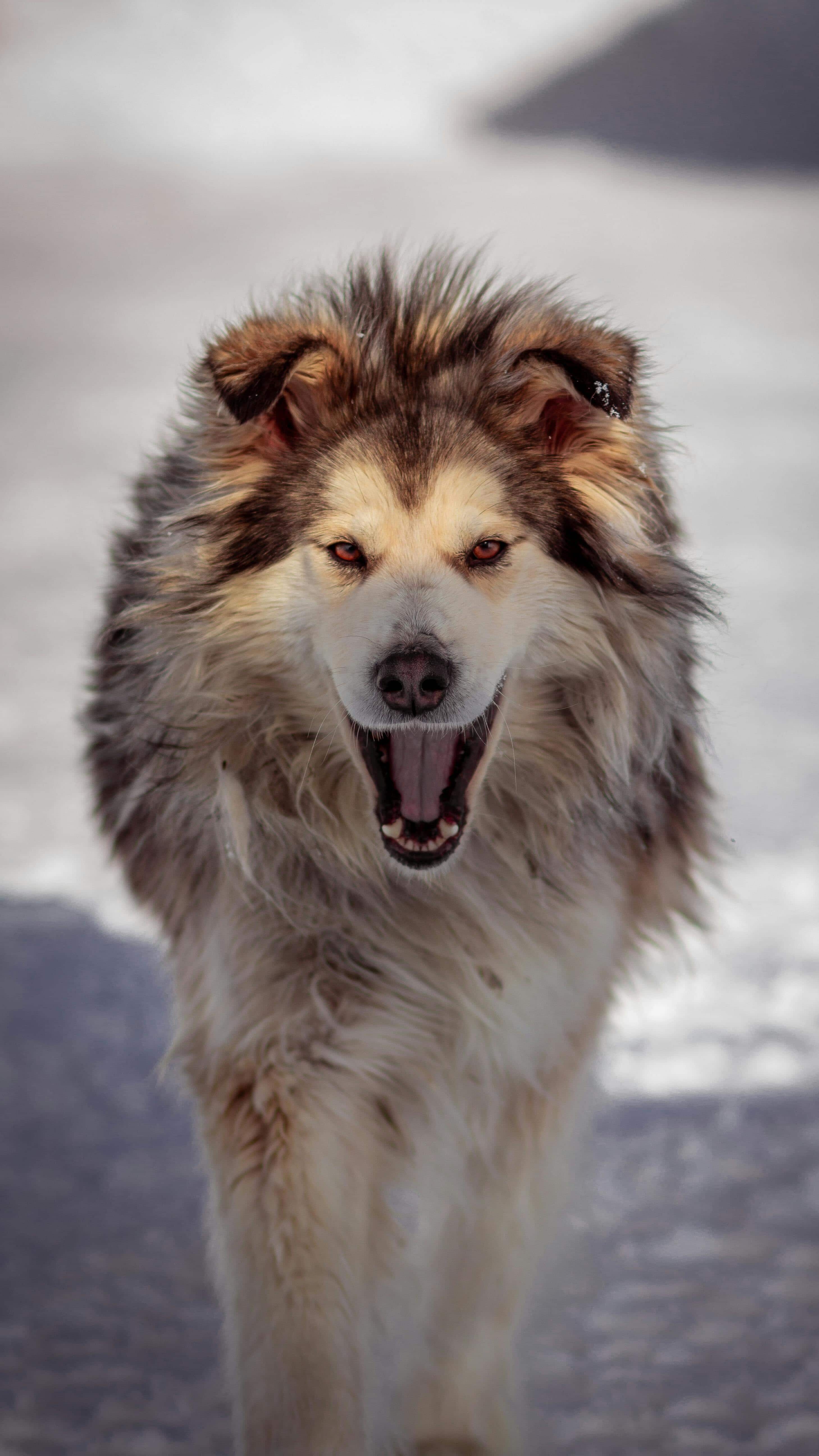 Dangerous Dog Breeds In India