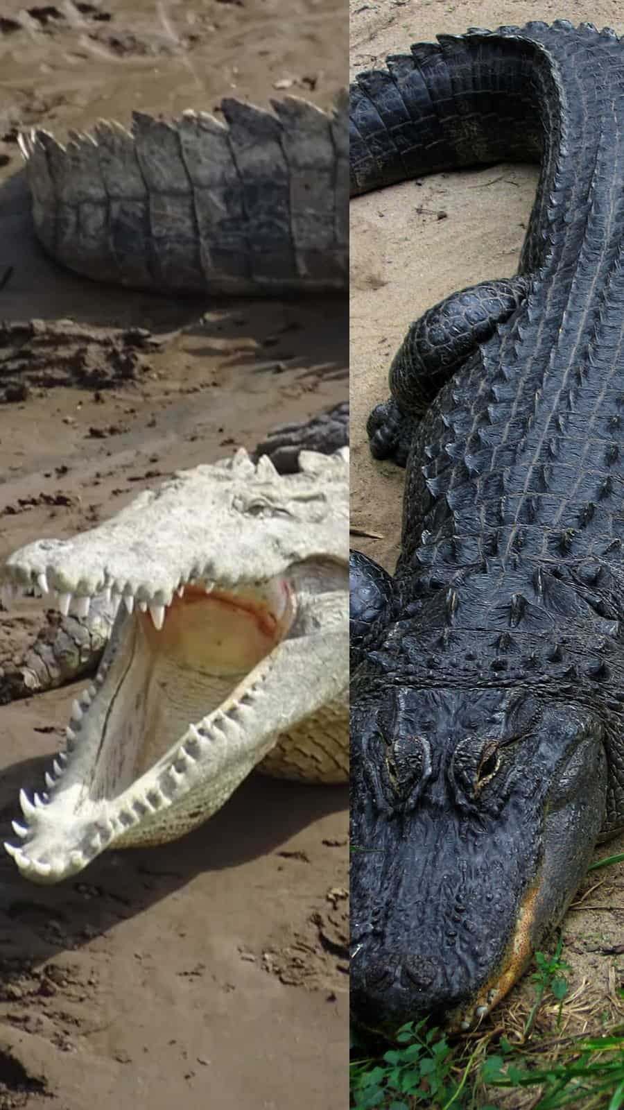 Crocodiles Vs Alligators Size