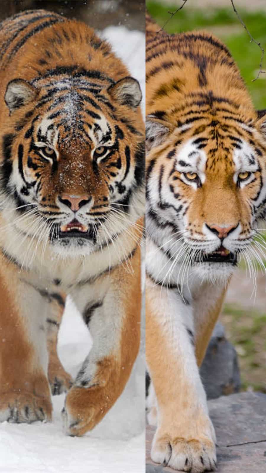 Bengal Tiger Vs Siberian Tiger