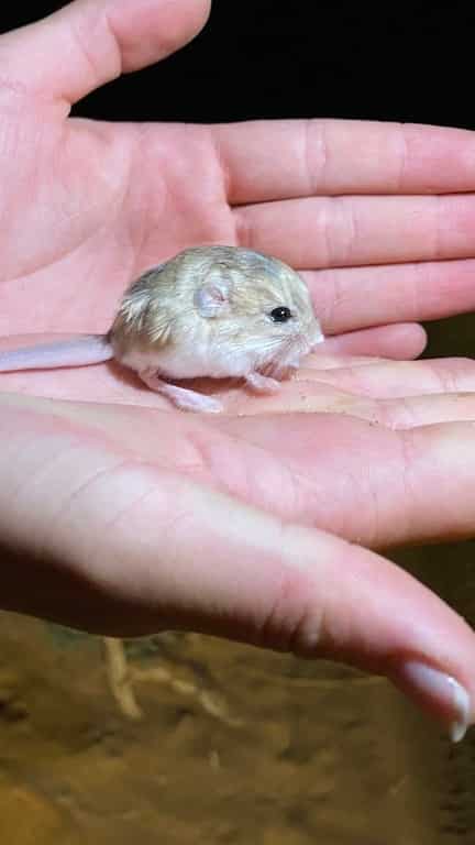Baluchistan Pygmy Jerboa Skeleton