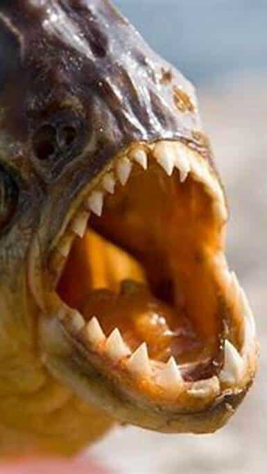 fish with razor sharp teeth