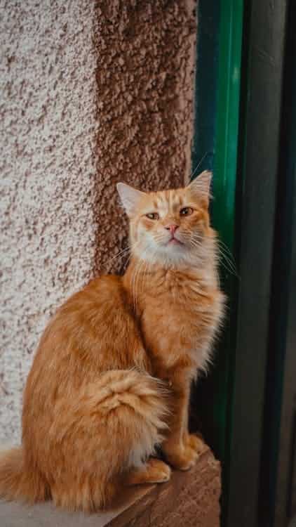 8 interesting facts about orange cats