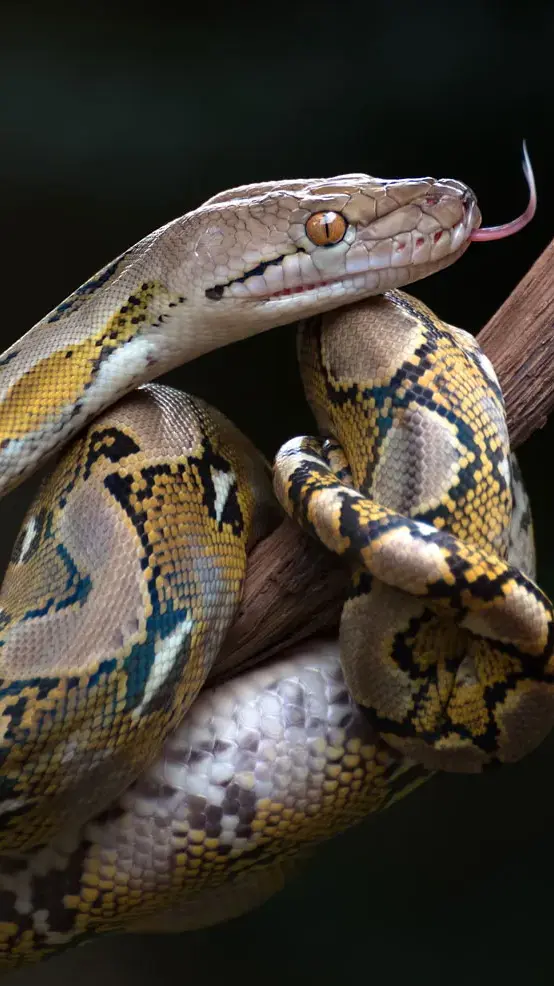 Reticulated Python Vs Anaconda