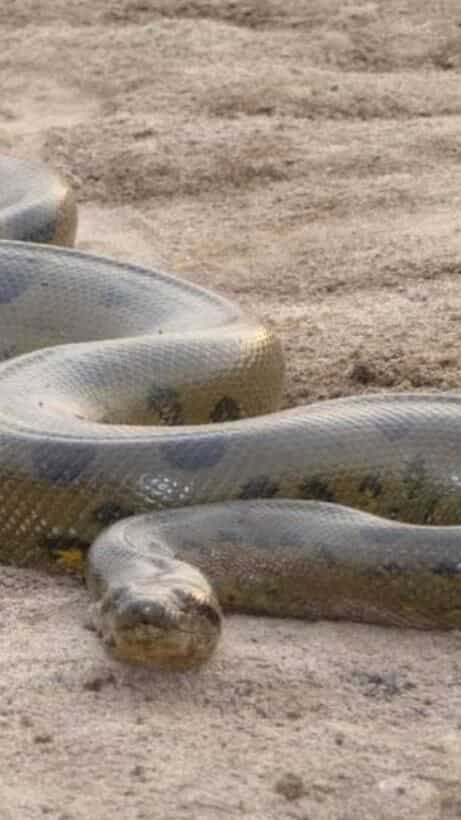 Reticulated Python Vs Anaconda