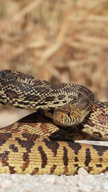 Difference Between Rattlesnake And Gopher Snake