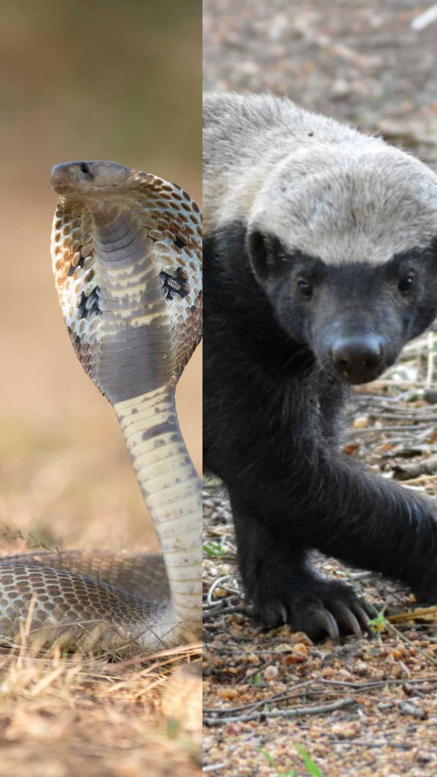 Honey Badger Attacking Snake