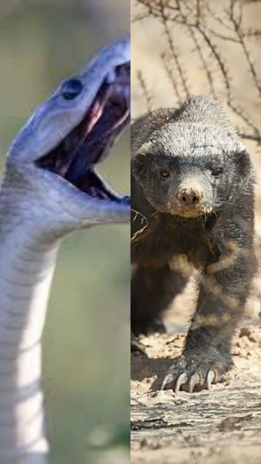 Honey Badger Attacking Snake