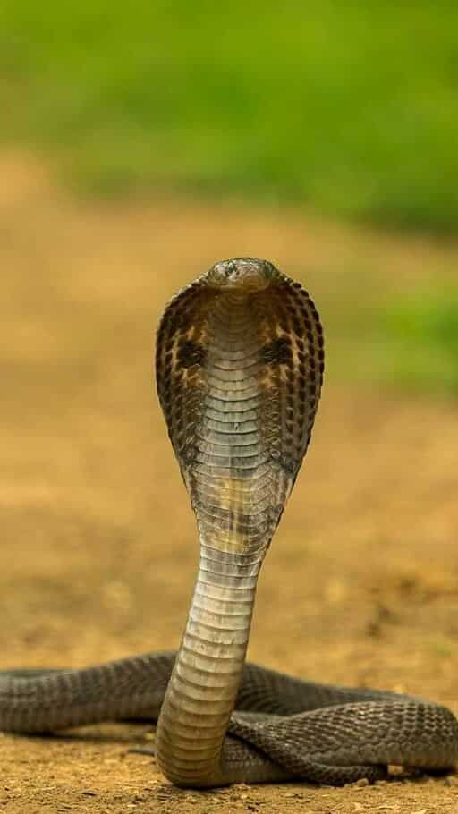 king cobra distribution