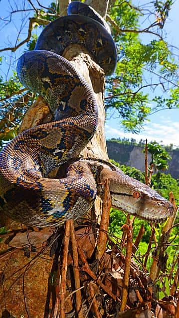 reticulated python predators