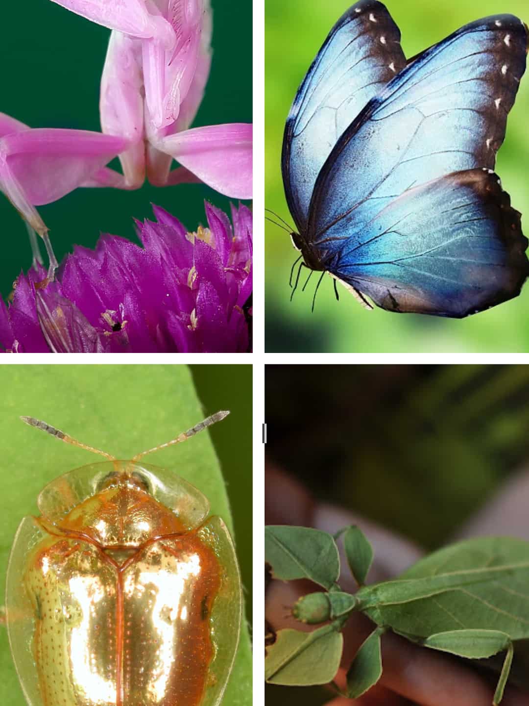 ये हैं दुनिया के 8 सबसे खूबसूरत कीड़े