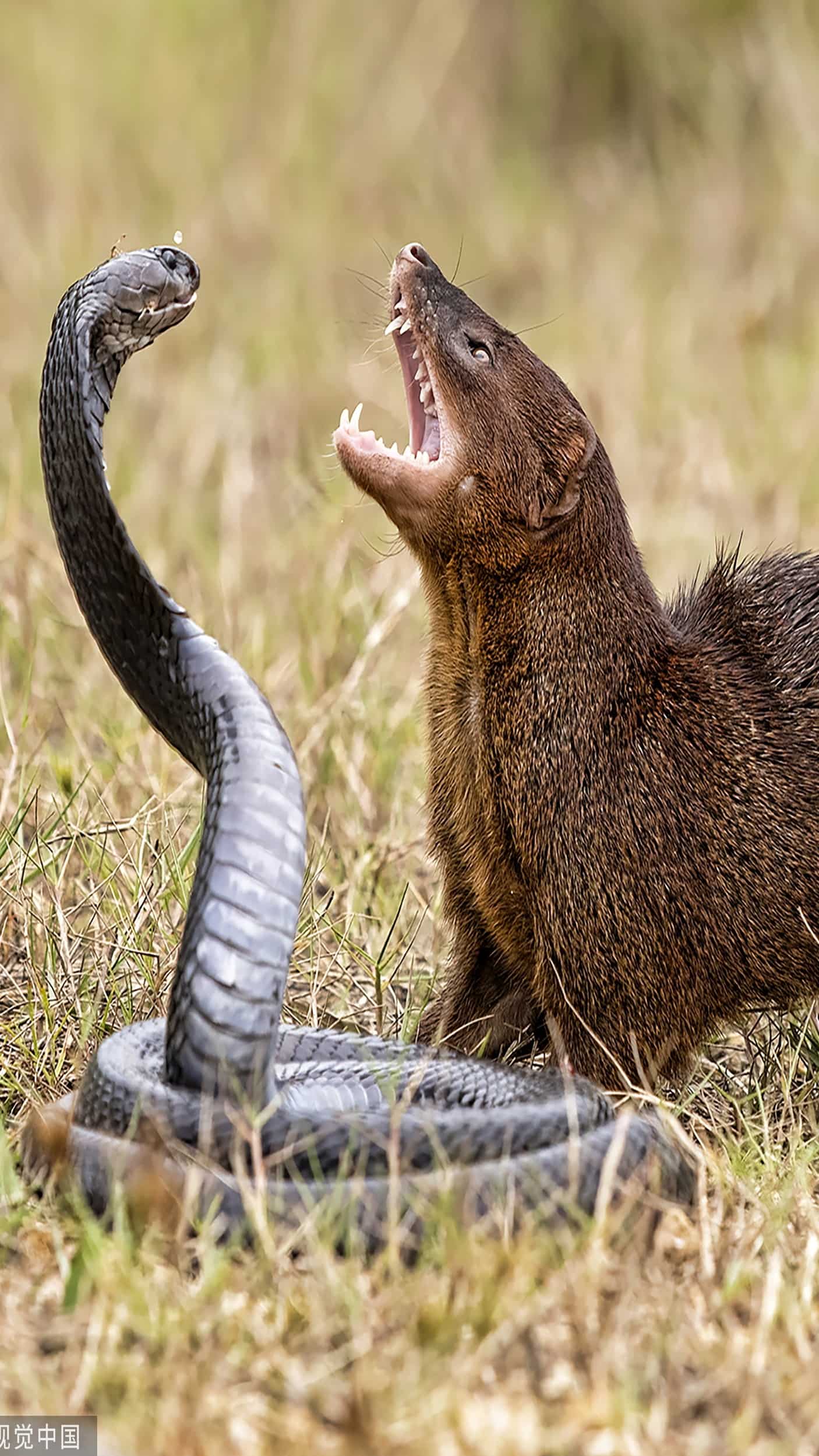 सांप और नेवले में कौन होता है ज्यादा जहरीला