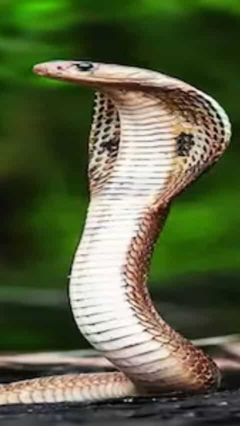 नागपंचमी पर करें इन 8 नागों की पूजा, कालसर्प और सर्प दंश दोष से मिलेगी ...