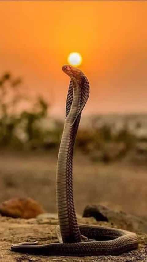 किंग कोबरा कहां छिपाता है नागमणि